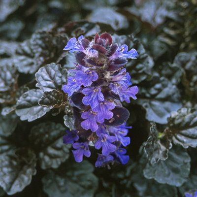Ajuga Black Scallop - Carpet Bugle, Deep Foliage, Evergreen Shrub ...