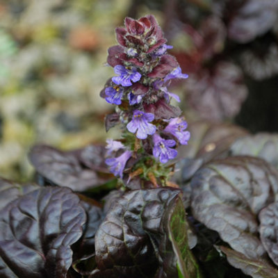 Ajuga Black Scallop - Carpet Bugle, Deep Foliage, Evergreen Shrub ...