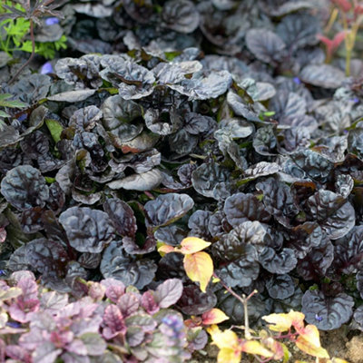 Ajuga Black Scallop - Carpet Bugle, Deep Foliage, Evergreen Shrub ...