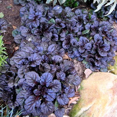 Ajuga Black Scallop - Carpet Bugle, Deep Foliage, Evergreen Shrub ...