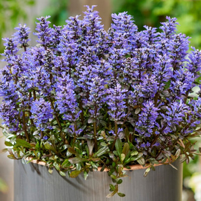 Ajuga Noble Nightingale - Ajuga reptans, Colorful Ground Cover with ...