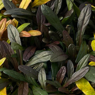 Ajuga Noble Nightingale - Ajuga reptans, Colorful Ground Cover with ...
