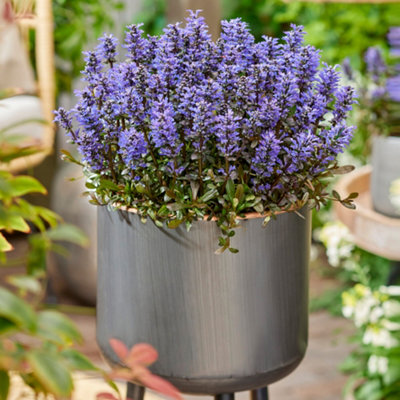 Ajuga Noble Nightingale - Ajuga reptans, Colorful Ground Cover with ...