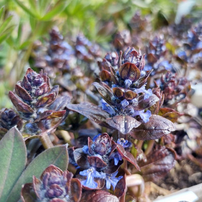 Ajuga reptans 'Braunherz' - 1 Litre Potted - Marginal Aquatic Pond Plant