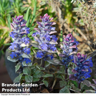 Ajuga reptans Burgundy Glow 1 Litre Potted Plant x 1