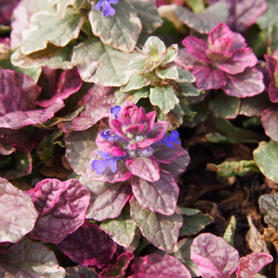 Ajuga reptans 'Burgundy Glow' - 3Ltr Potted - Marginal Aquatic Pond Plant