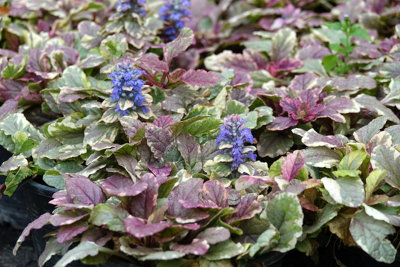 Ajuga reptans 'Burgundy Glow' - 3Ltr Potted - Marginal Aquatic Pond Plant
