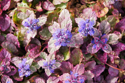 Ajuga reptans 'Burgundy Glow' - 3Ltr Potted - Marginal Aquatic Pond Plant