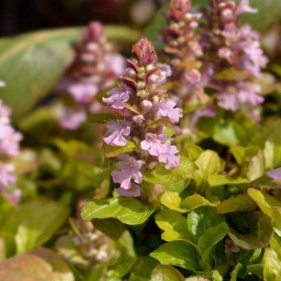 Ajuga reptans 'Rosea' - 1Ltr Potted - Marginal Aquatic Pond Plant