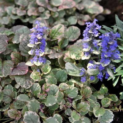 Ajuga reptans variegated - 3Ltr Potted - Marginal Aquatic Pond Plant
