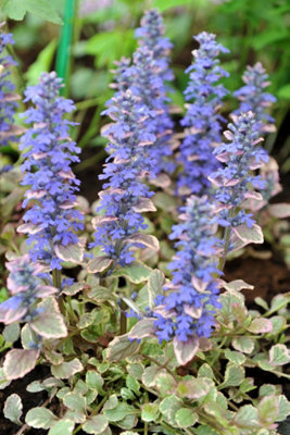 Ajuga reptans variegated - 3Ltr Potted - Marginal Aquatic Pond Plant