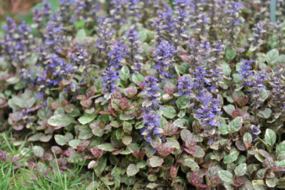 Ajuga reptans variegated - 3Ltr Potted - Marginal Aquatic Pond Plant