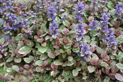 Ajuga reptans variegated - 3Ltr Potted - Marginal Aquatic Pond Plant