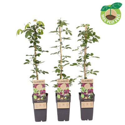 Akebia Quinata, 15cm Pot Size, 60cm Tall, Chocolate vine, Indoor Houseplant