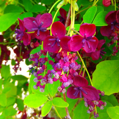 Buy Akebia Quinata - Fragrant Red-Purple Flowers, Chocolate Vine ...