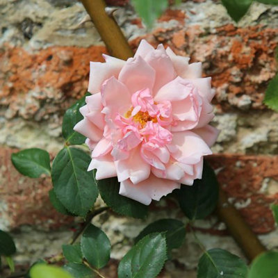 Albertine Rose Bush Pink Flowering Roses Rambler Rose 4L Pot | DIY at B&Q