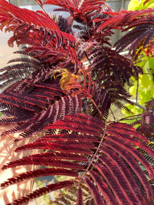 Albizia Julibrissin Summer Chocolate Purple Silk Tree Large 30-40cm ...