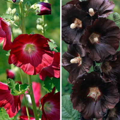 Alcea (Hollyhock) rosea Duo 6 Bare Roots