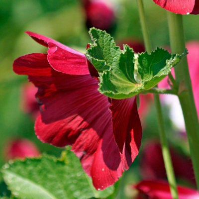 Alcea (Hollyhock) rosea Duo 6 Bare Roots