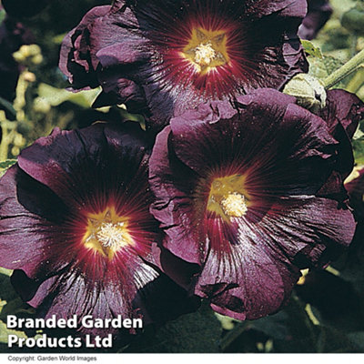 Alcea (Hollyhock) rosea Nigra 3 Bare Root Plants