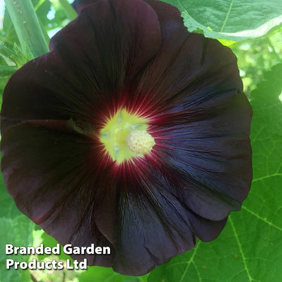 Alcea (Hollyhock) rosea Nigra 3 Bare Root Plants