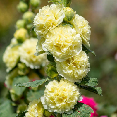 Alcea Rosea Double Yellow Hollyhock Seeds - Tall Cottage Garden ...
