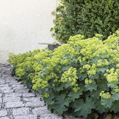 Alchemilla Mollis 1 Litre Potted Plant x 2