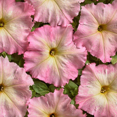 Alenka F1 Peach Pink Petunia - Unique Summer Blooms Compact Bush Long ...