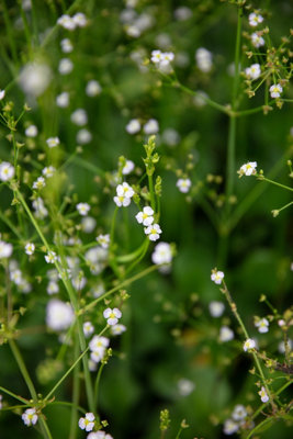 Alisma 'Parviflora' - 3x 3 Litre Plants - Marginal Aquatic Pond Plant