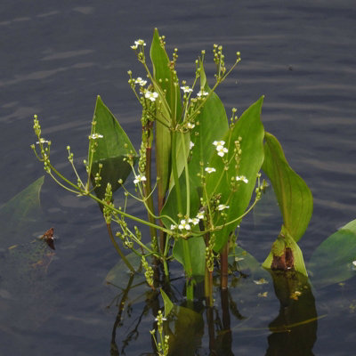 Alisma plantago aquaticum Pond Plant in 9cm Pot - Water Plantain Mad ...