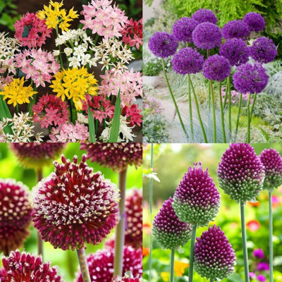 Allium 100 Mixed Spring Bulbs - Summer Flowering Perennial Bulbs - UK ...