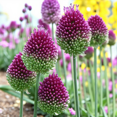 Allium 100 Mixed Spring Bulbs - Summer Flowering Perennial Bulbs - UK ...