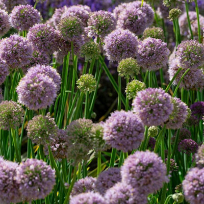 Allium Bubble Bath Hardy Ornamental Perennial Plant Outdoor Plant in Pot