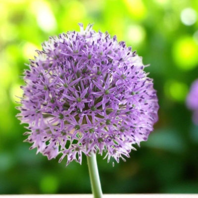 Allium Gladiator 1 x Spring Bulb - Spring Flowering Perennials