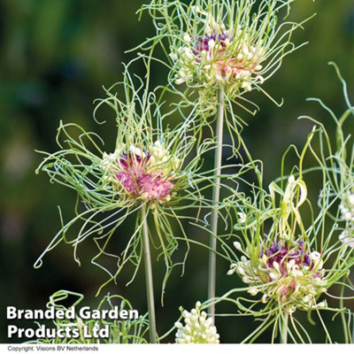 Allium Hair - 20 Spring Flowering Bulbs