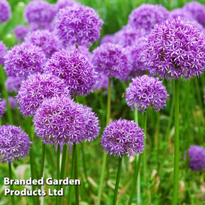 Allium Purple Sensation - 90 Bulbs | DIY at B&Q