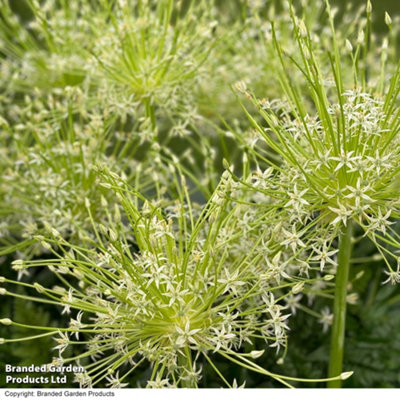Allium schubertii Arctic Snow 6 Bulbs
