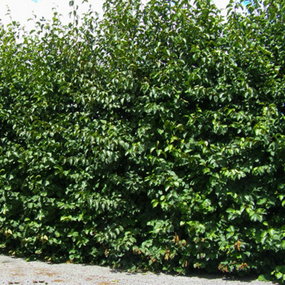 Alnus Cordata 'Italian Alder' Bare Root Hedge Hedging Tree Plants (2 ...