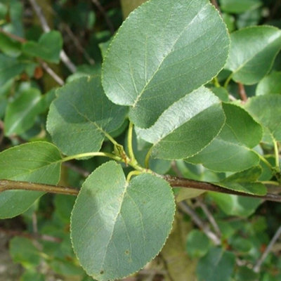 Alnus Cordata 'Italian Alder' Bare Root Hedge Hedging Tree Plants (2 ...