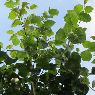 Alnus Cordata 'Italian Alder' Bare Root Hedge Hedging Tree Plants (2 ...