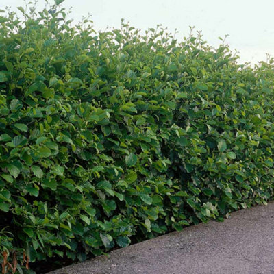 Alnus Glutinosa 'Common Alder' Bare Root Hedge Hedging Tree Plants (2 ...