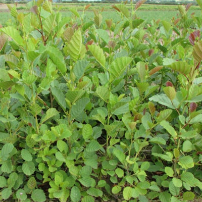 Alnus Glutinosa 'Common Alder' Bare Root Hedge Hedging Tree Plants (2 ...