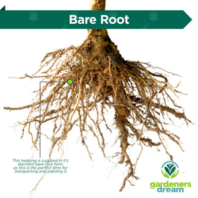 Alnus Glutinosa 'Common Alder' Bare Root Hedge Hedging Tree Plants (2 ...