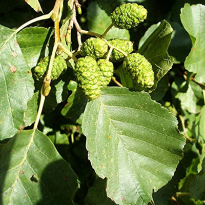 ALNUS GLUTINOSA 'COMMON ALDER' BARE ROOT HEDGE HEDGING TREE PLANTS (2 ...