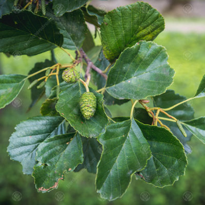 Alnus Imperialis Tree - Regal Appearance, Compact Size, Hardy (5-6ft)