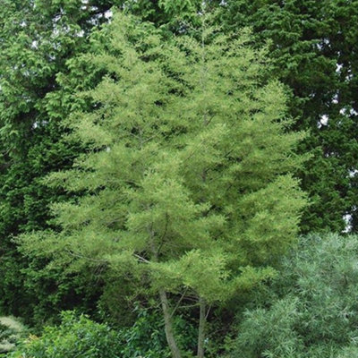 Alnus Imperialis Tree - Regal Appearance, Compact Size, Hardy (5-6ft)