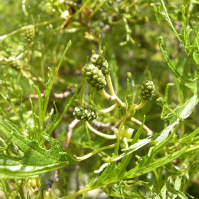 Alnus Imperialis Tree - Regal Appearance, Compact Size, Hardy (5-6ft)