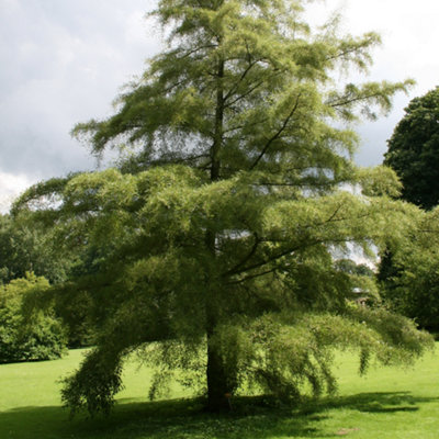 Alnus Imperialis Tree - Regal Appearance, Compact Size, Hardy (5-6ft)