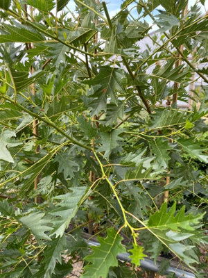 Alnus Incana Aurea Golden Alder Tree 5-6ft Tall Supplied in a 7.5 Litre Pot