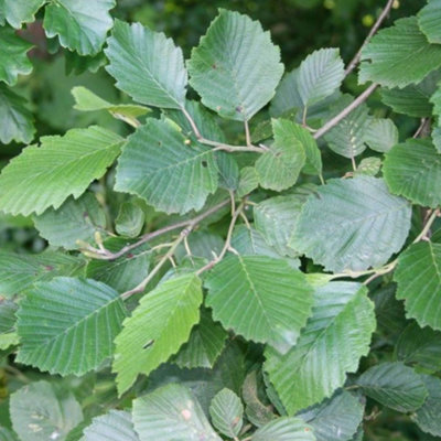 Alnus Incana 'Grey Alder' Bare Root Hedge Hedging Tree Plants (2-3ft ...